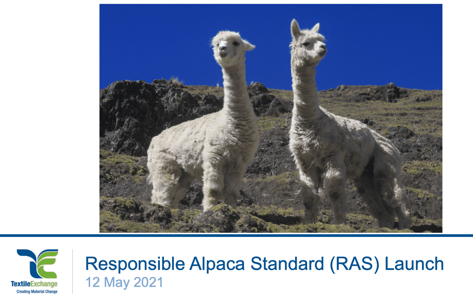 Responsible Alpaca Standard (RAS) Launch - Textile Exchange