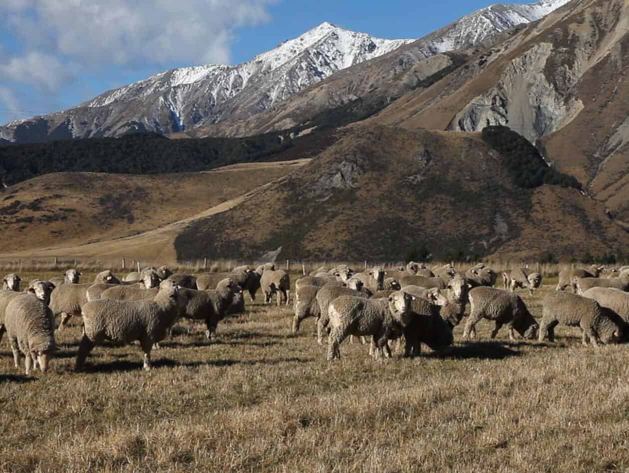 Wool - Textile Exchange