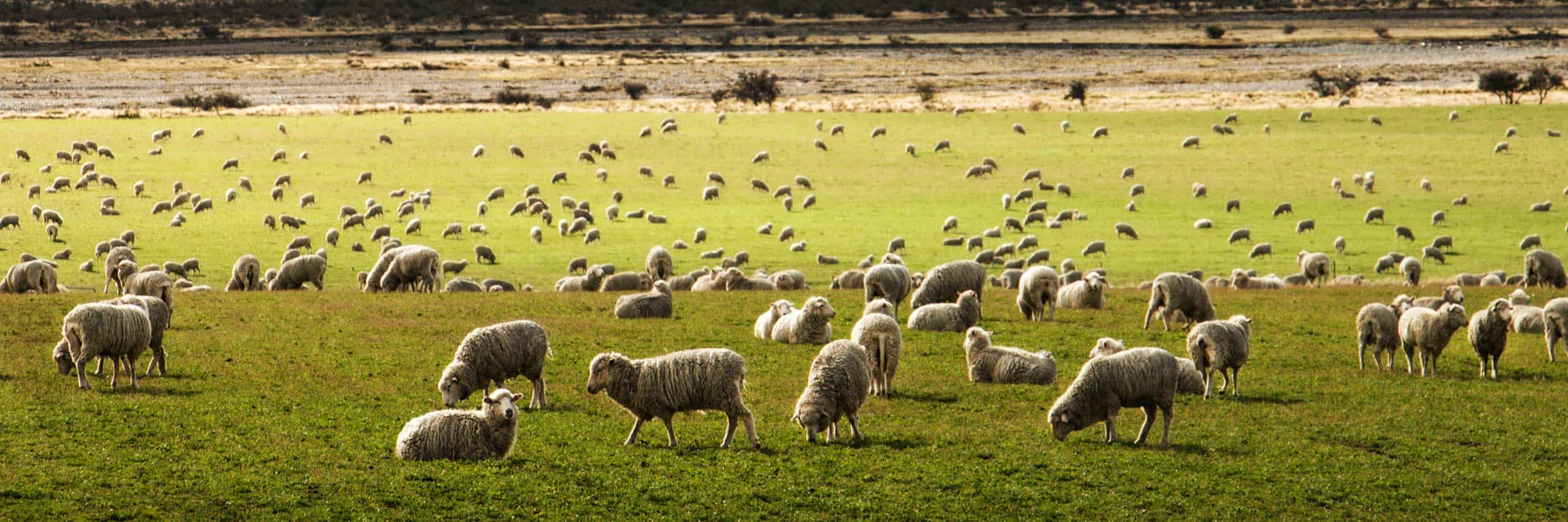 Webinar AFRT Meeting Natural Capital Accounting, Sheep Genetics and ...