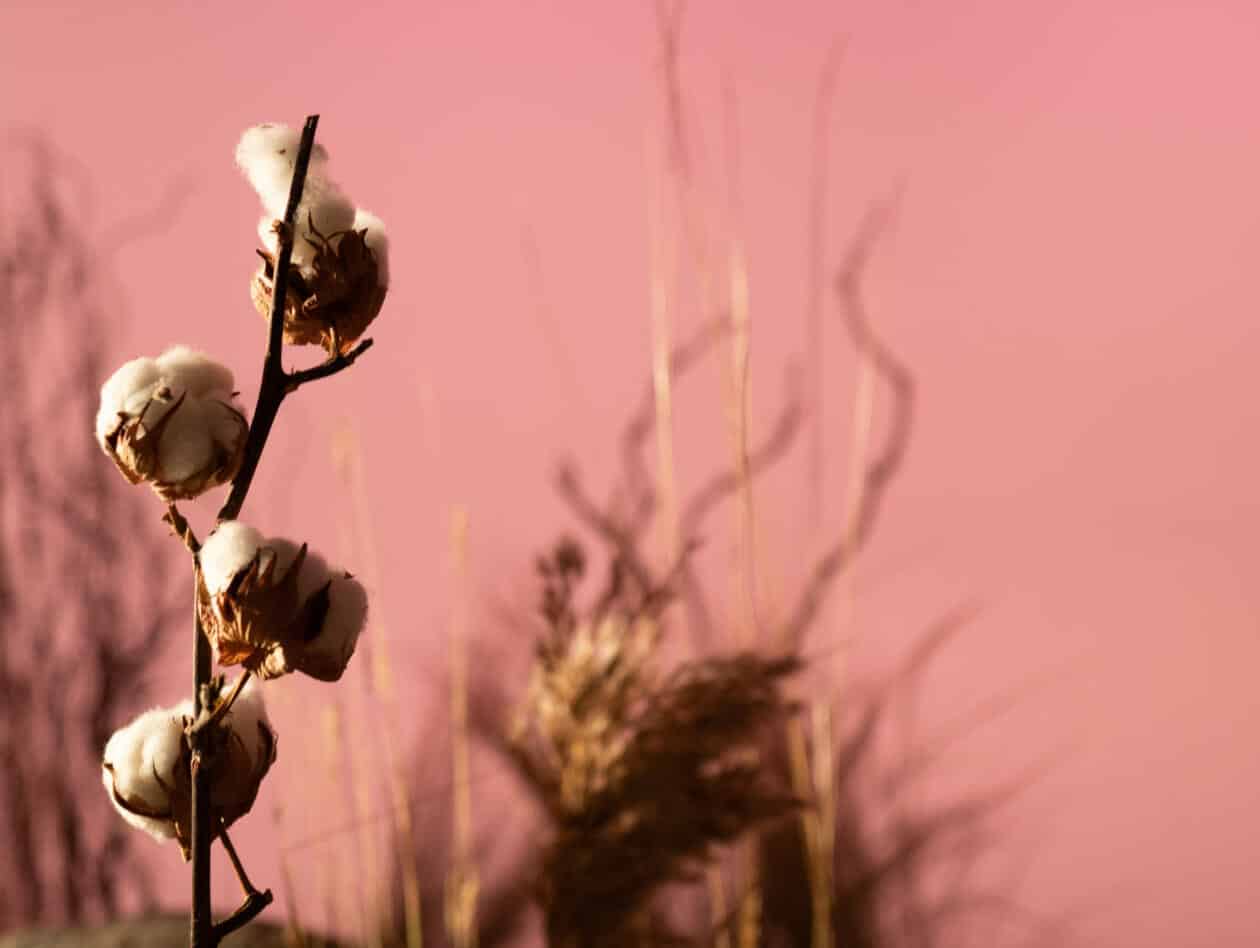 Who We Are - Textile Exchange