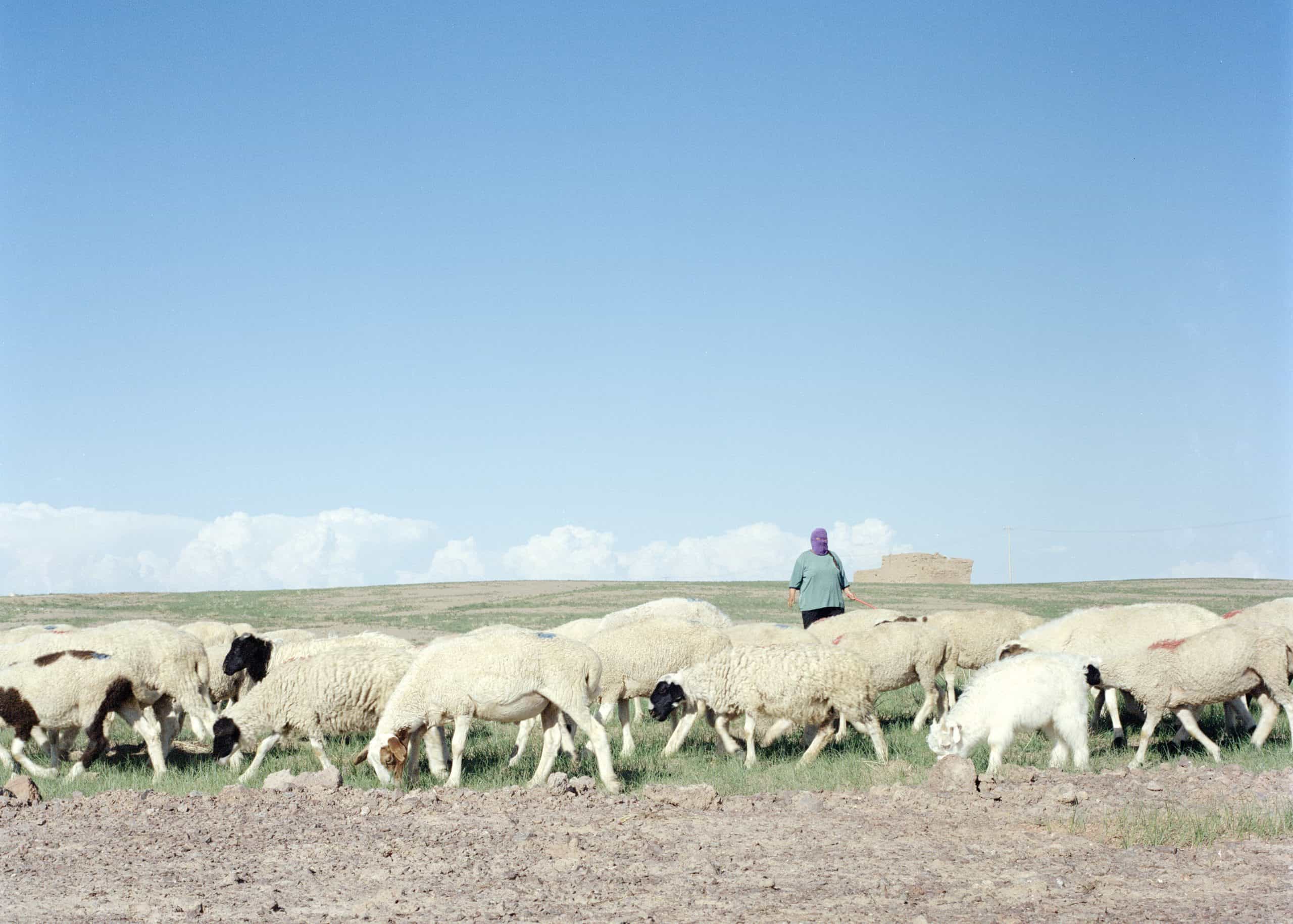 Exploring Nomadic Wool Production in Inner Mongolia - Textile Exchange