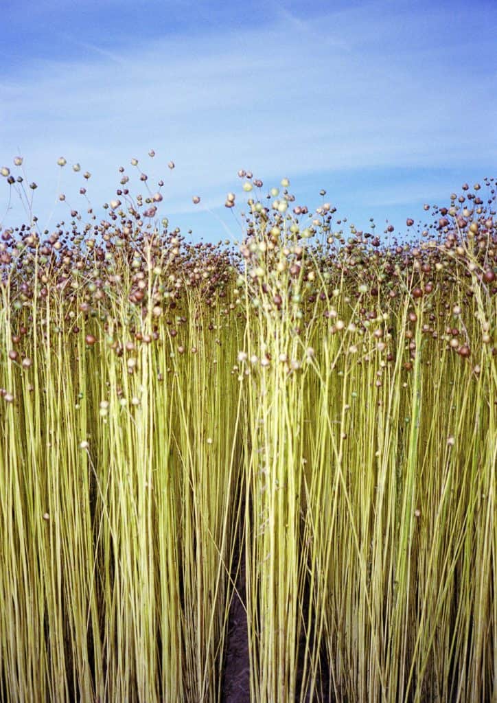 The Lineage of Linen on France's Fields