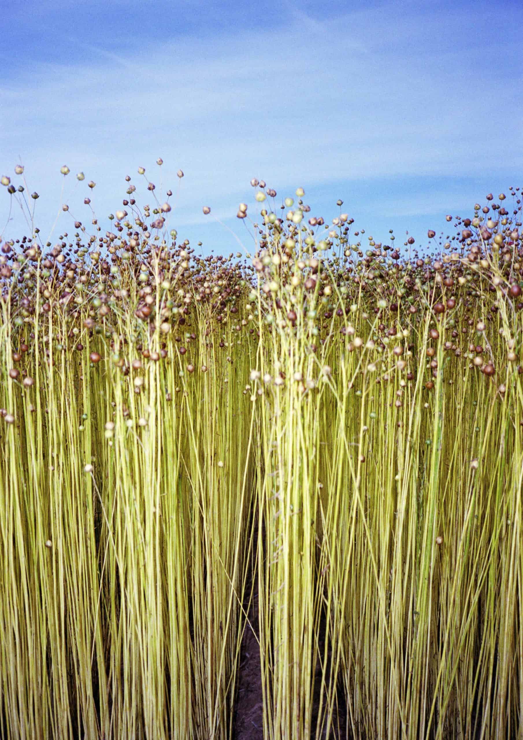 The Lineage of Linen on France's Fields