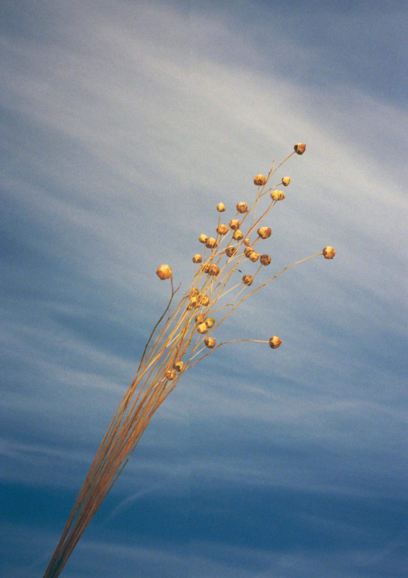 The Lineage of Linen on France's Fields