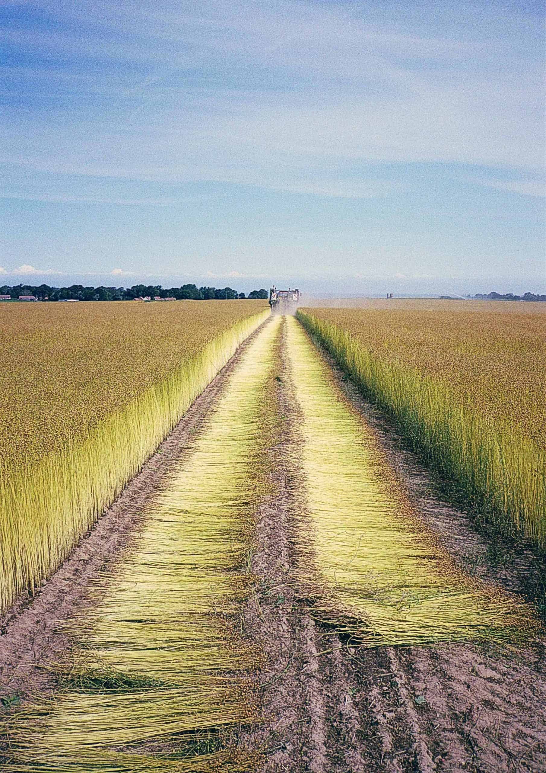The Lineage of Linen on France's Fields