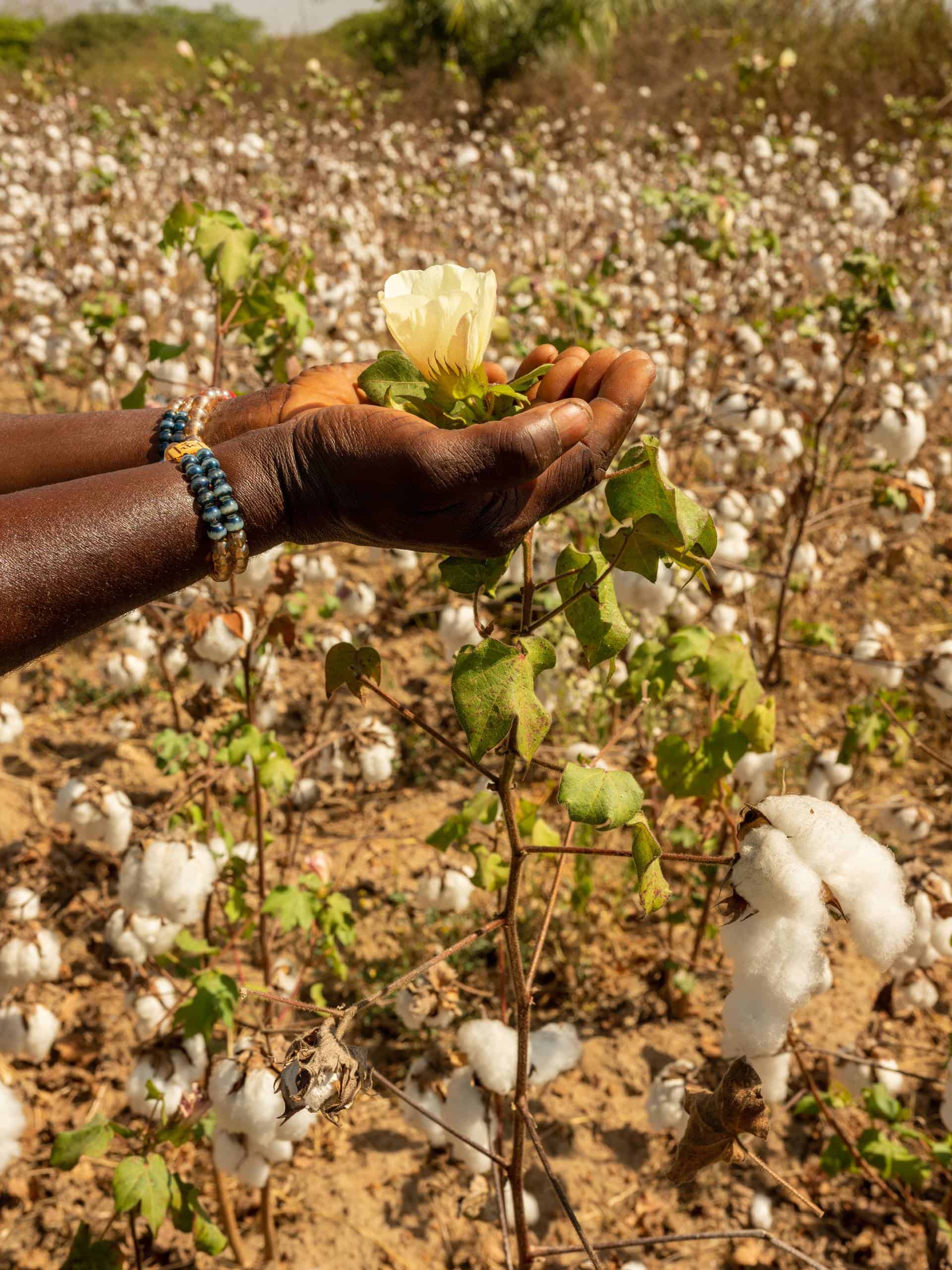 Empowering Cotton Communities in Aklampa, Benin - Textile Exchange