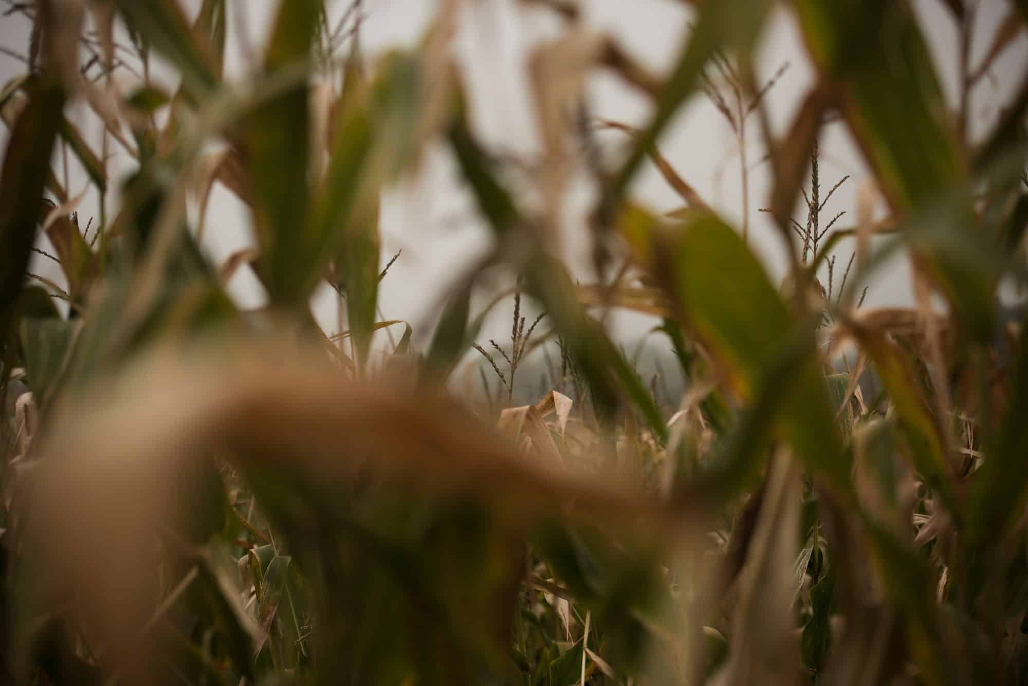 Scaling Biobased Nylon with Geno and lululemon - Textile Exchange